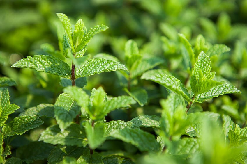 Le piantine aromatiche bio di Simonato: la menta