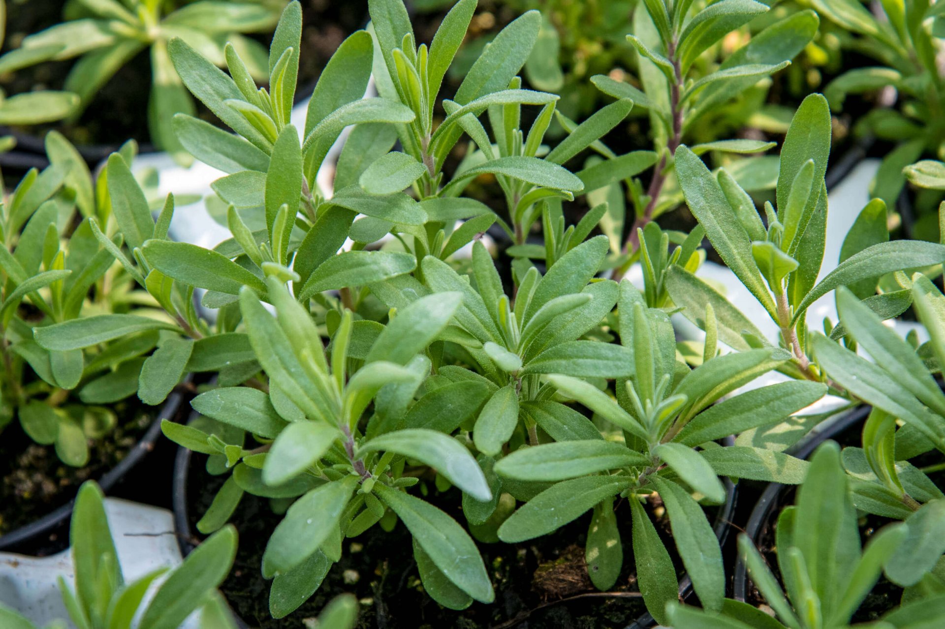 Certified BIO lavender: Simonato, the only producer in Italy