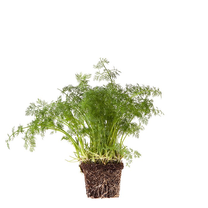 Cultivation, sale of organic dill plants